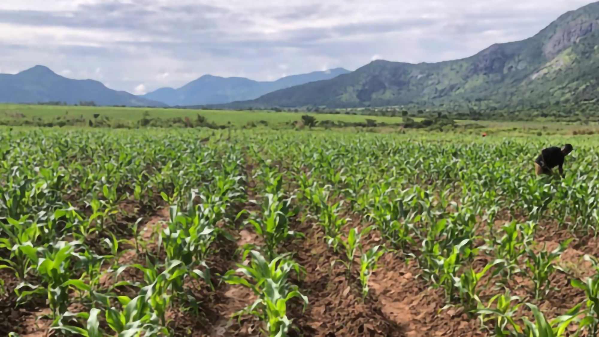 Africa Business Guide - 35 Millionen Hektar Potenzial: Angolas ...